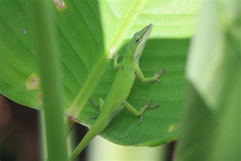 Anoles Those Florida Yard Lizards