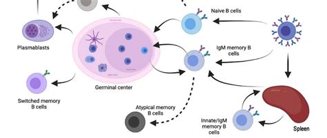 细致：外周血b细胞的分化简史及各亚群在健康人外周血的比例记忆brightcddull