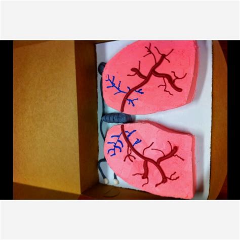 Lung Cake For Respiratory Week Sweets Treats Treats Sweets