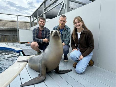 California Sea Lion Can Keep A Beat As Well As Humans If Not Better