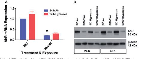 Figure 1 From Gene Expression Profiling Identifies Cell Proliferation