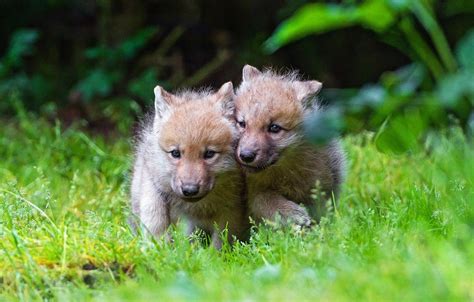 Wolf Cub Wallpapers Wallpaper Cave