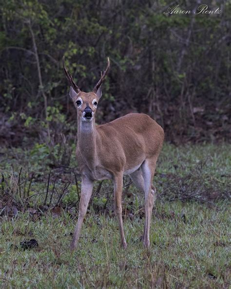 Pampas Deer Ozotoceros Bezoarticus The Pampas Deer Ozot Flickr