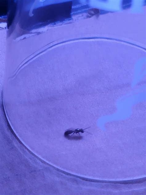 What Is This Flying Ant Rbugidentification