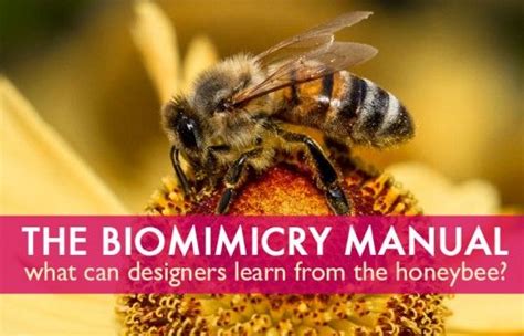 Biomimicry Lessons From The Honeybee