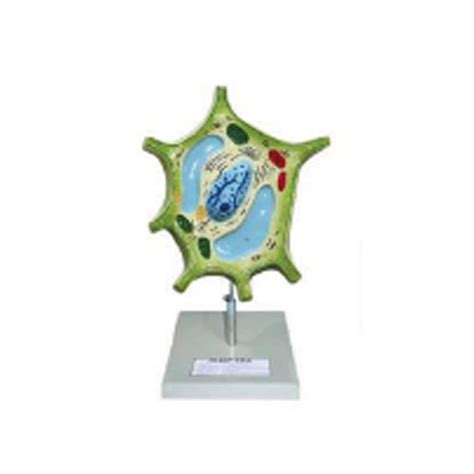Animal Cell And Plant Cell Model Supertek Scientific