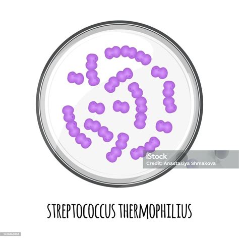 Le Microbiome Humain De Streptococcus Thermophilius Dans Une Boîte De