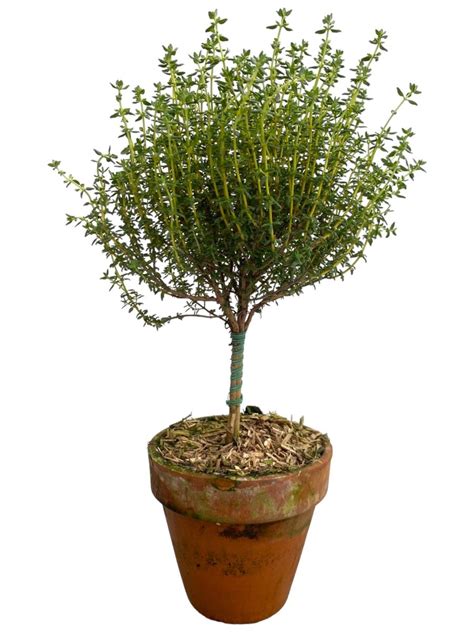 Thymus Vulgaris Faustini — Plant Wholesale Floraccess