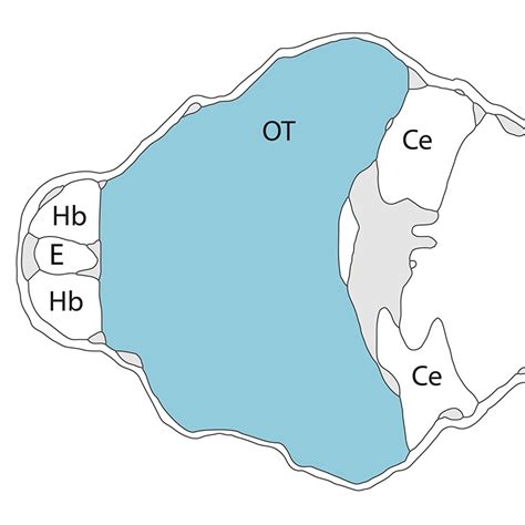 Optic Tectum — Zebrafish Ucl