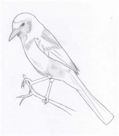 Scrub Jay By Inar1 On Deviantart