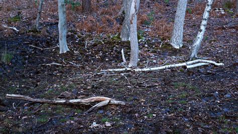 Fallen Branches Ten Thousand Hours Photography