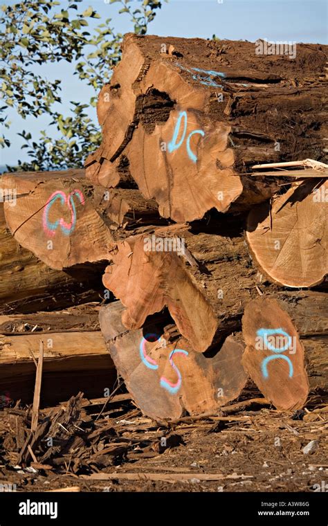 Western Red Cedar Logs Tagged With Customer Details At Port Mcneill Landsort Vancouver Island