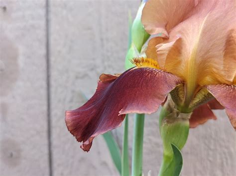 Iris Barbu Fleur Photo Gratuite Sur Pixabay Pixabay