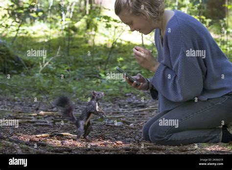 European Red Squirrel Eurasian Red Squirrel Sciurus Vulgaris Woman Feeds Squirrel In The
