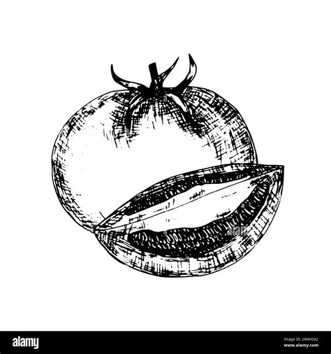 Tomato Vector Grafic Sketch Stock Vector Image And Art Alamy