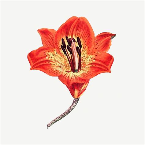 Tiger Lily Botanical Illustration Images Free Photos Png Stickers