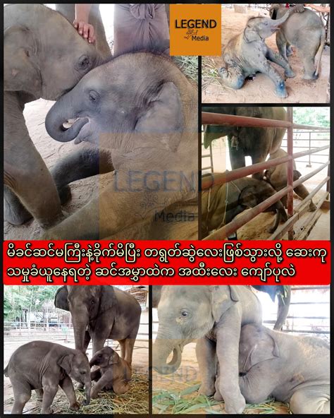 Legend မိခင်ဆင်မကြီးနဲ့ခိုက်မိပြီး တရွတ်ဆွဲလေးဖြစ်သွားလို့ ဆေ