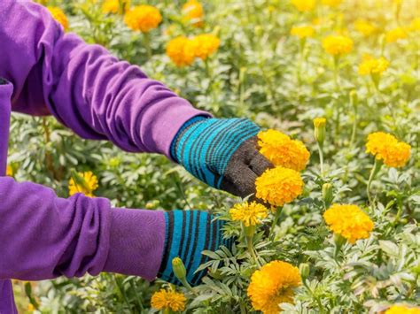 Carnation Vs Marigold Overview And Similarities Of Two Popular