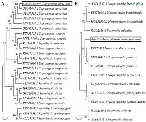 The First Report On Saprolegnia Parasitica And Neoparamoeba Perurans