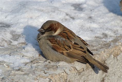 Fotos Gratis Naturaleza Invierno Pájaro Ala Fauna Silvestre Pico