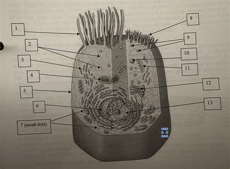 Cytology Organelle And Function Diagram Quizlet