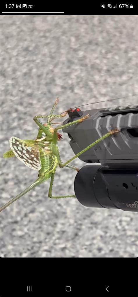 Weird Grasshopper In Central Texas Rwhatsthisbug