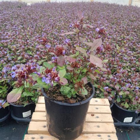 Leadwort Plant Addicts