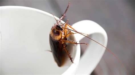 Where Do Roaches Hide In One Of These 10 Places Pest Pit