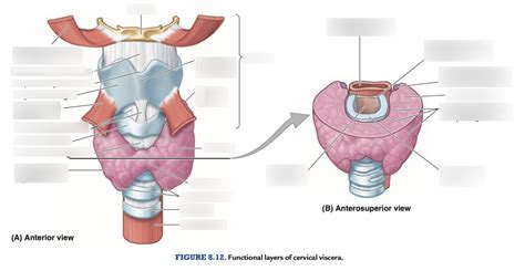 Functional Layers Of Cervical Viscera Diagram Quizlet