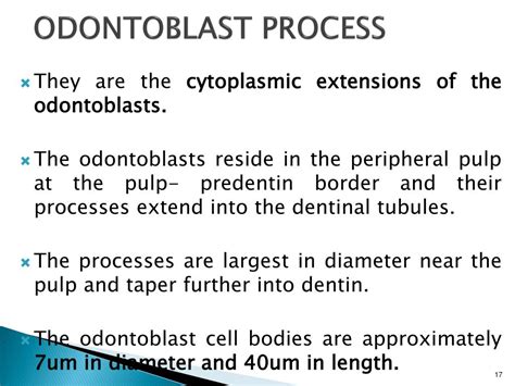 Ppt Dentin Powerpoint Presentation Free Download Id 835637