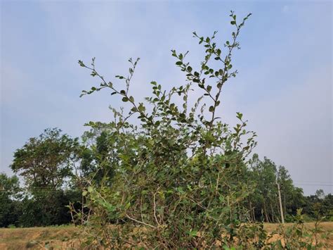 Indian Grass Natural Tree And Flowers Marking Vector Stock Image