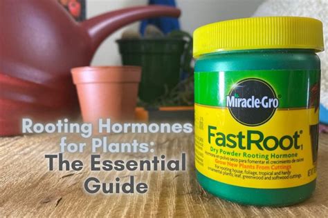 Pearls And Jade Pothos Common Questions Answered Indoor Plants For