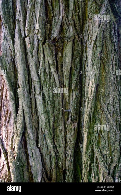 How Much Is Elm Tree Bark Worth At Edward Cramer Blog