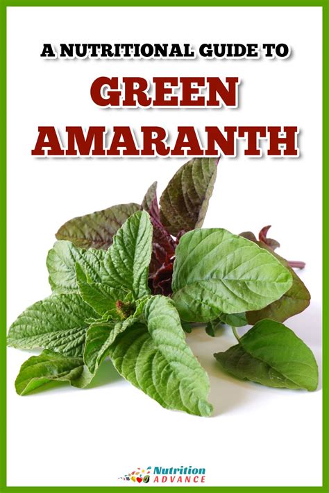 Green Amaranth Leaves A Nutritional Guide Nutrition Advance