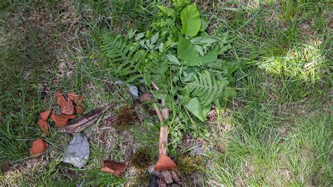 Kims Game In Nature Aktiv I Barnehagen