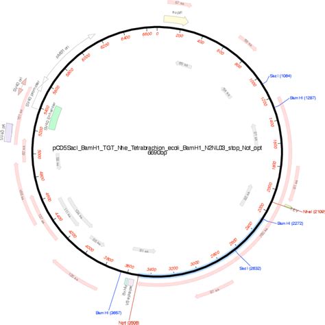 Addgene Pcd5 Ts Sfgfp Tetrabrachion Tev N2nl03