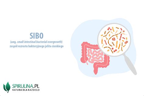 Sibo Algi Spirulina I Chlorella