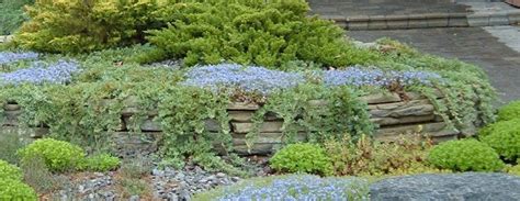 Blue Prince Juniper Low Maintenance Ground Hugging Evergreen