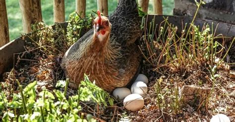 Upcycled Nesting Box Designs Archives Vevor Blog