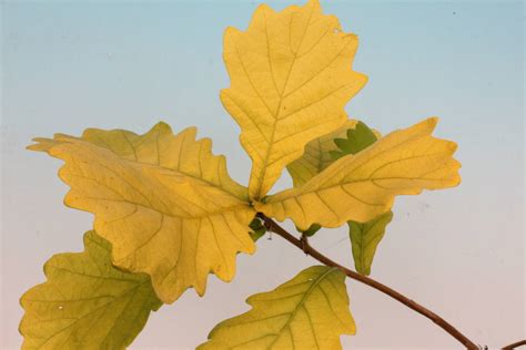 Yahooオークション 山野草 斑入り 日本産黄金葉カシワ