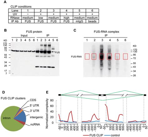 Fus Clip Seq Identified Increased Fus Binding In Introns Flanking