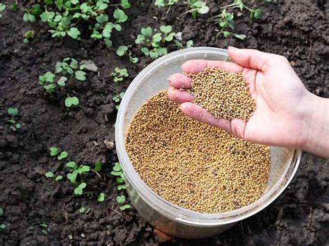 What Does A Mustard Seed Grow Into