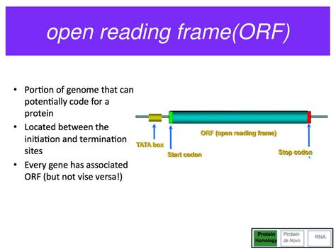 Ppt Gene Prediction Powerpoint Presentation Free Download Id5494544