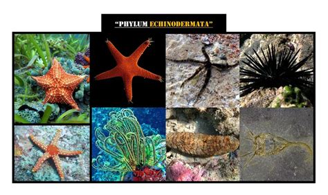 Invertebrates The Backbone Less Wonders Of The Animal Kingdom With