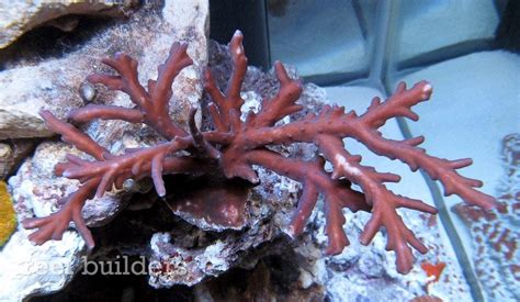 Acropora Elegans In Route 66 Marines Tank Identified By Veron Himself