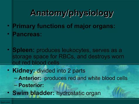 Fish Anatomy And Physilogy Ppt