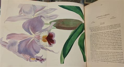 Paxtons Magazine Of Botany And Register Of Flowering Plants Vol 4 By