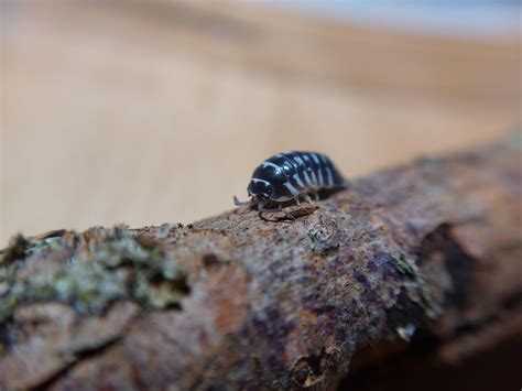 Lets Continue Isopod Cake Day With Photo Of Armadillidium Maculatum