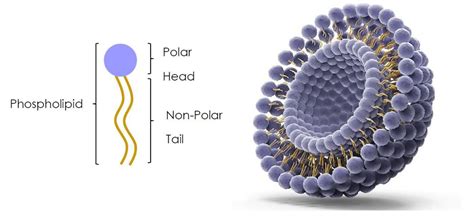 Liposome Technology Cosme Innovation