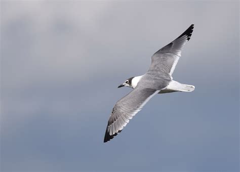 Franklins Gull Audubon Field Guide
